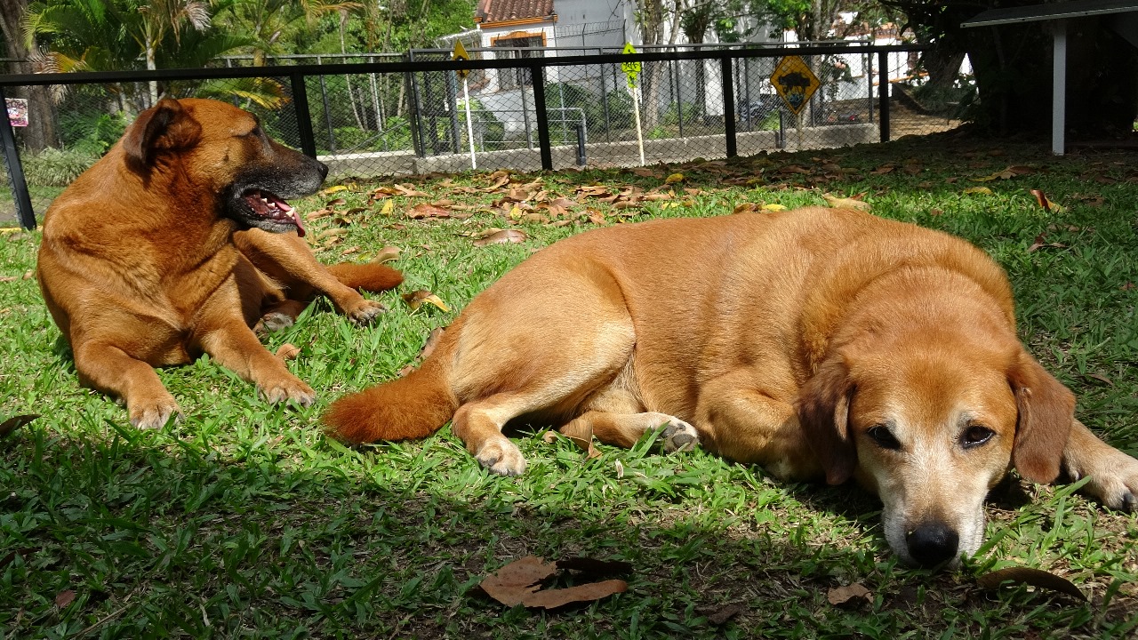 Guardianes de cuatro patas, un vínculo incomparable - Gestión de la ...